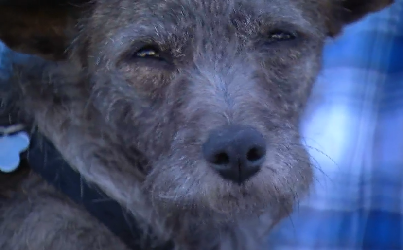 Dog Tests Positive for Meth After Walk – Remi Tribe